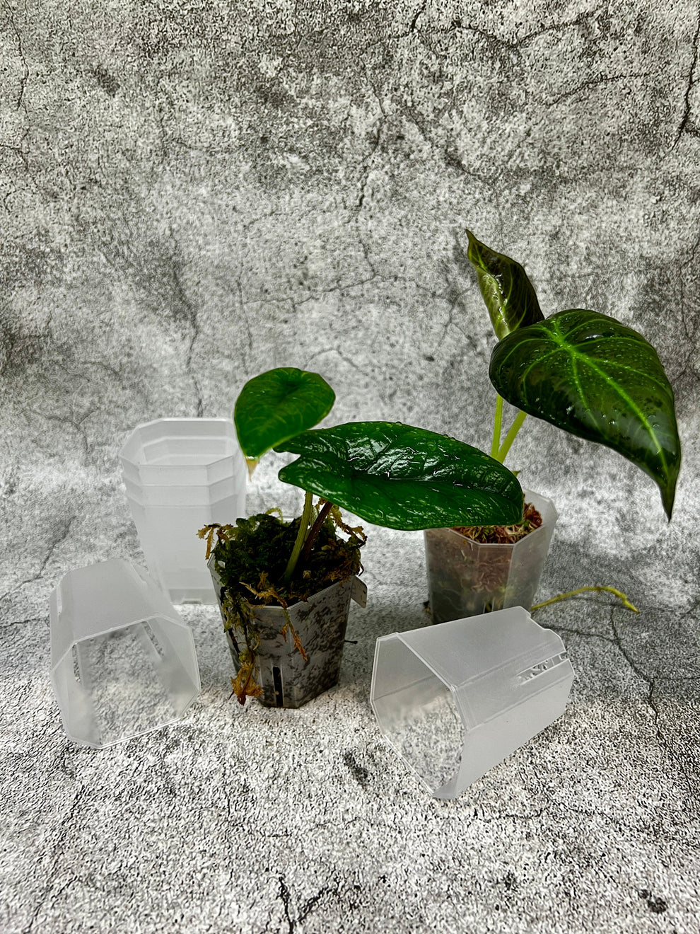 Plastic Semi Transparent Tower Aroid Plant Pots - various sizes availa ...